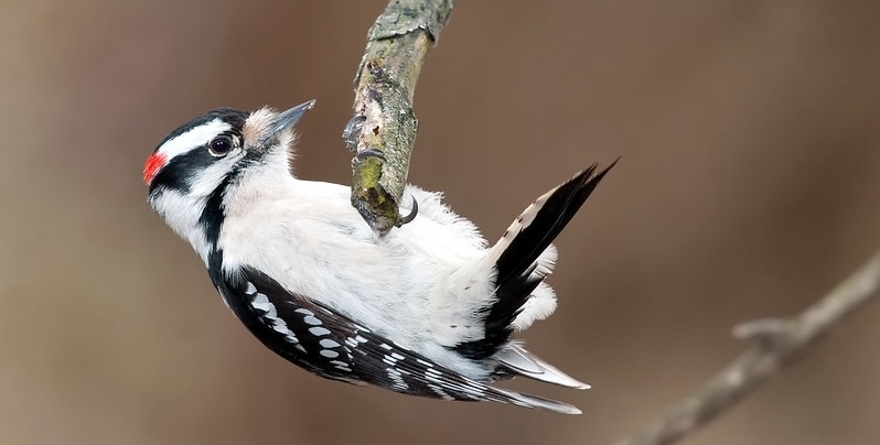 IBP - Start a New MAPS Station