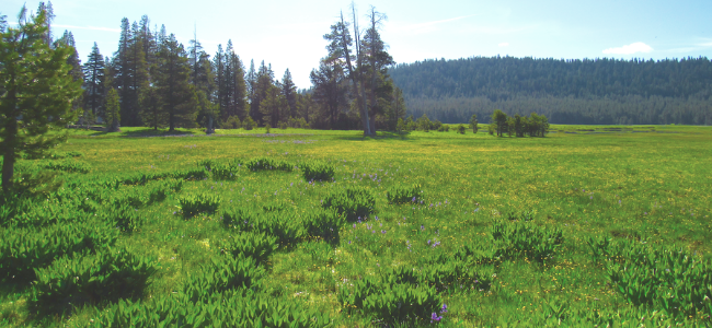 IBP - Restoring Montane Meadows and Riparian Habitat